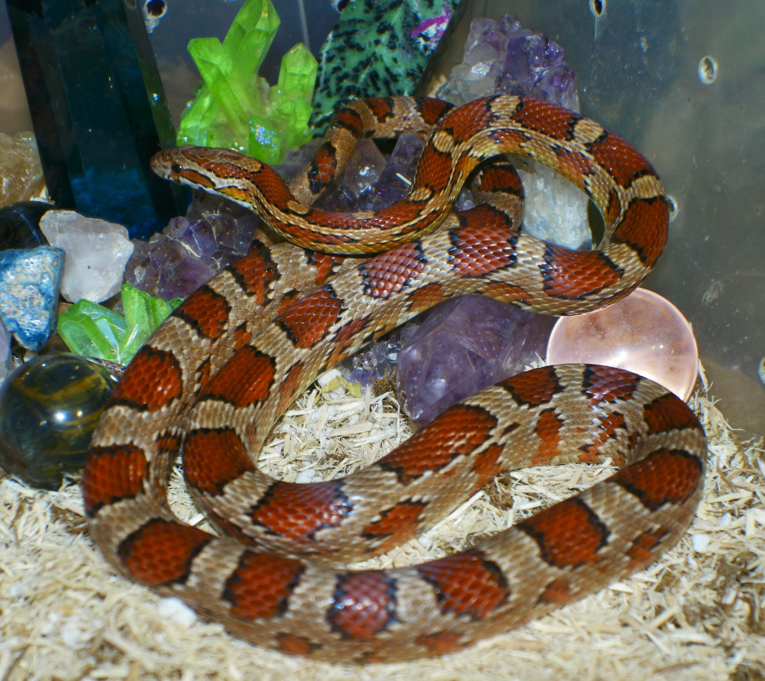 Wild Caught Hernando Area Corn Snake by Emerald Mountain Corns ...