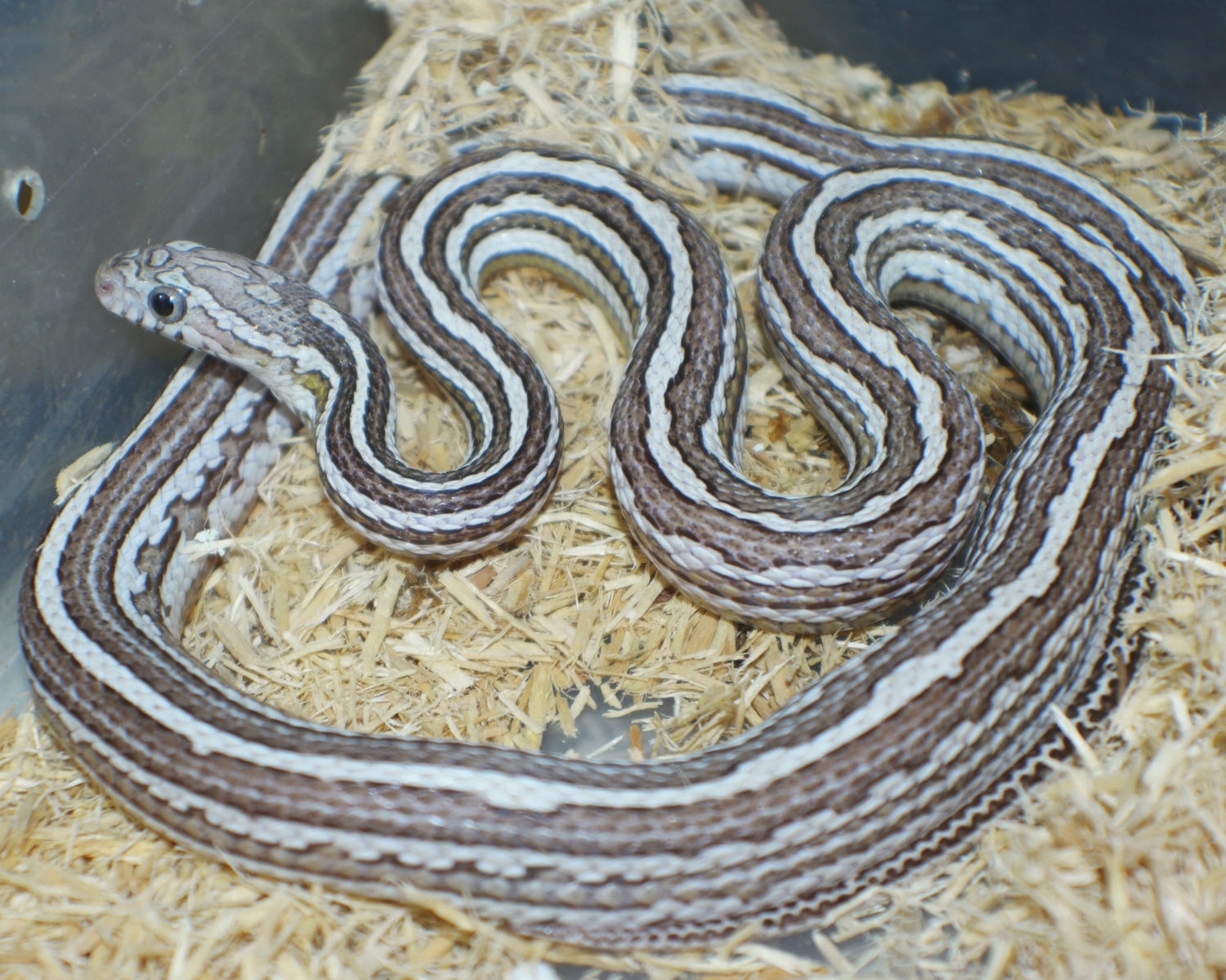 21 High White Anery Tessera Corn Snake by Emerald Mountain Corns ...