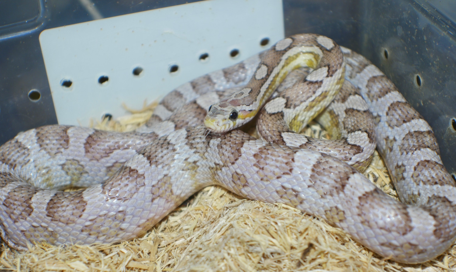Female MYSTERY HYPO LINE Ghost Het Charcoal PH Amel PH Motley Corn ...