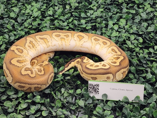 Cypress Special Clown Ball Python by Emerald Exxxotics