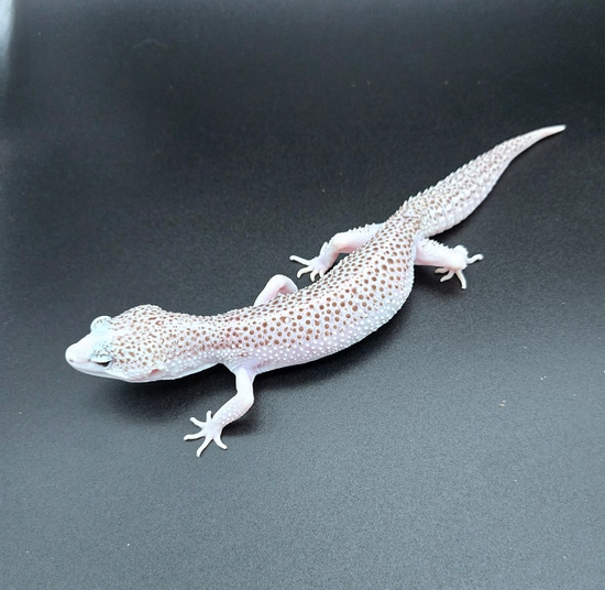 Galaxy (Super Snow Eclipse) Leopard Gecko by The Hometown Zoo