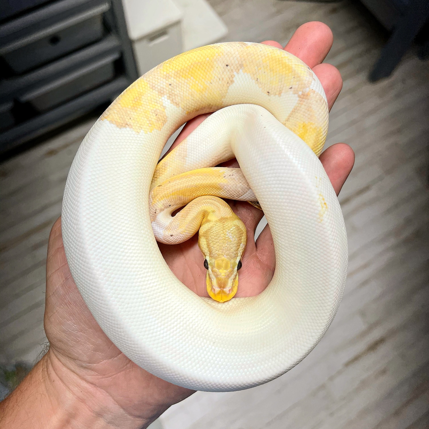 Pastel YB Banana Pied Ball Python by Crystal Ball Exotics - MorphMarket