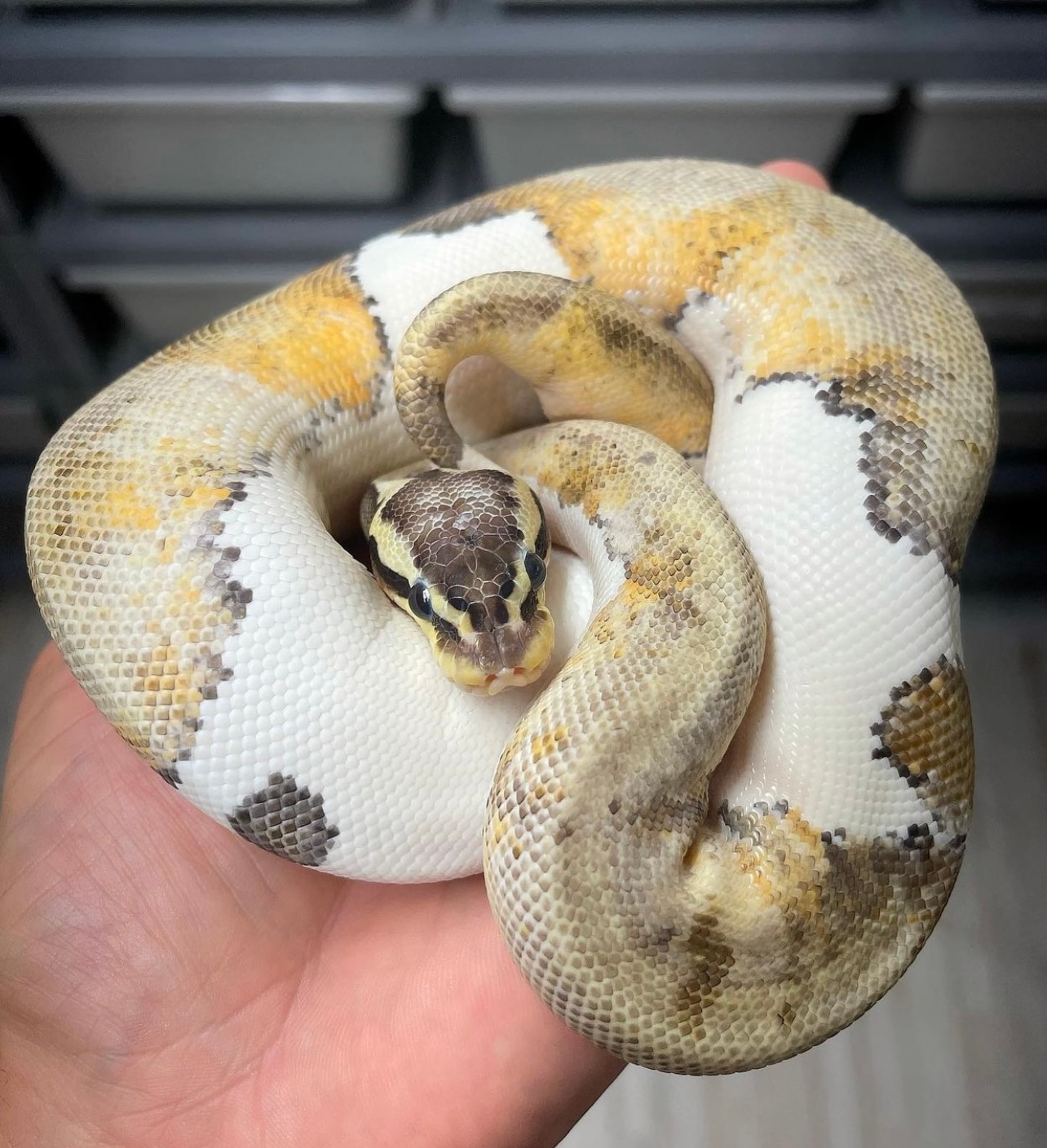 Black Pewter Pied Ball Python by Crystal Ball Exotics - MorphMarket