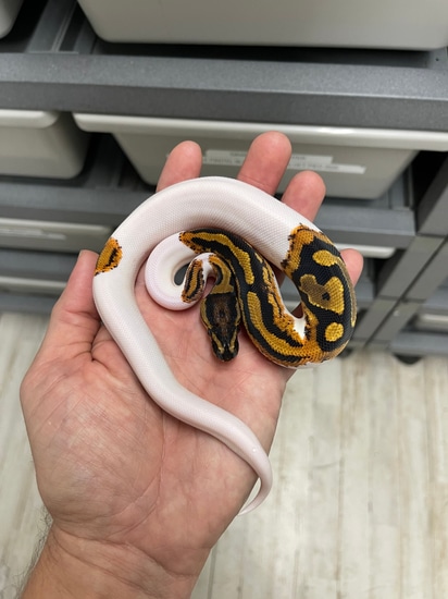 YB Pied 100% Het Desert Ghost Ball Python by Crystal Ball Exotics