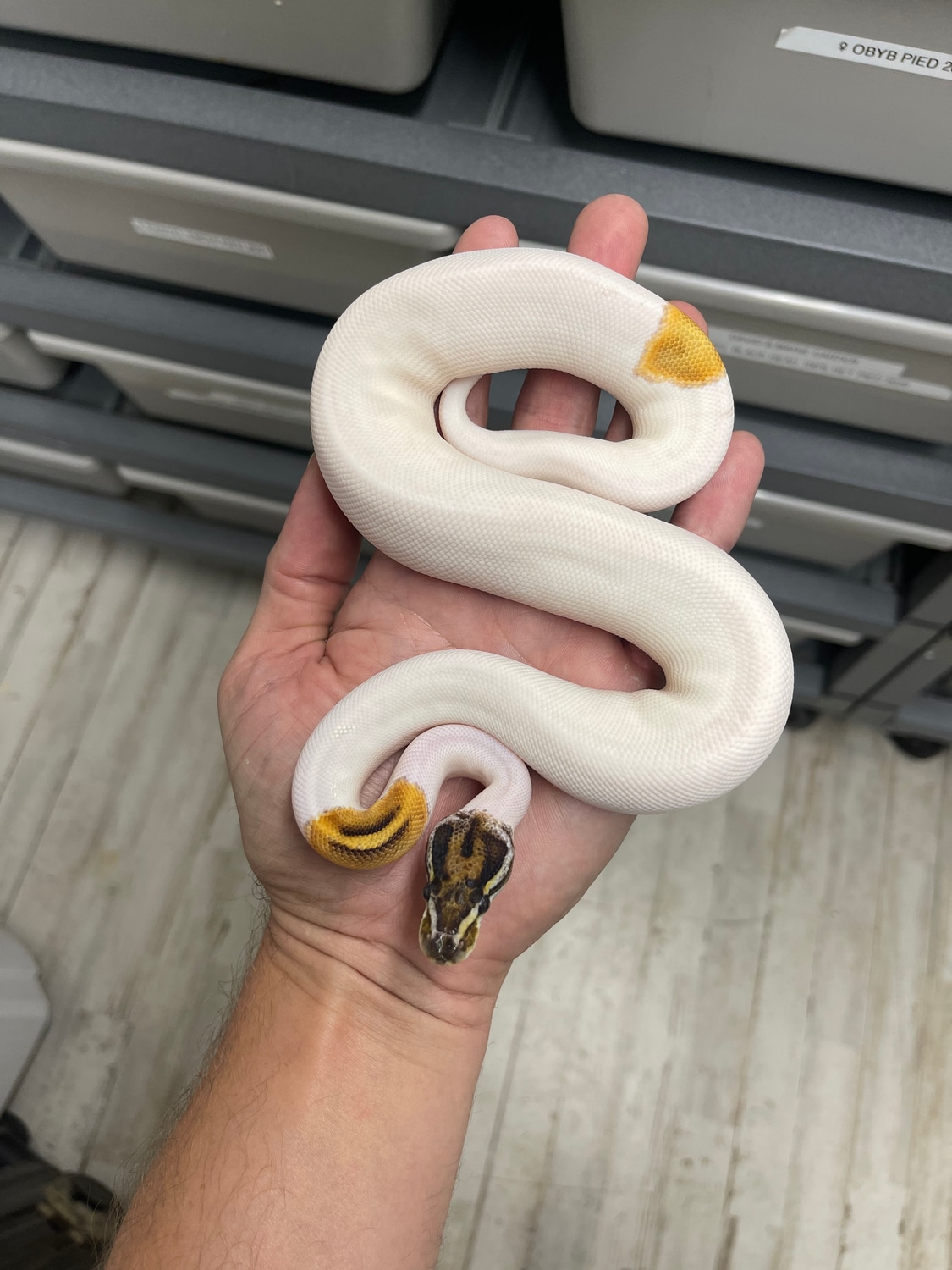 Enchi Special Pied Ball Python by Crystal Ball Exotics - MorphMarket