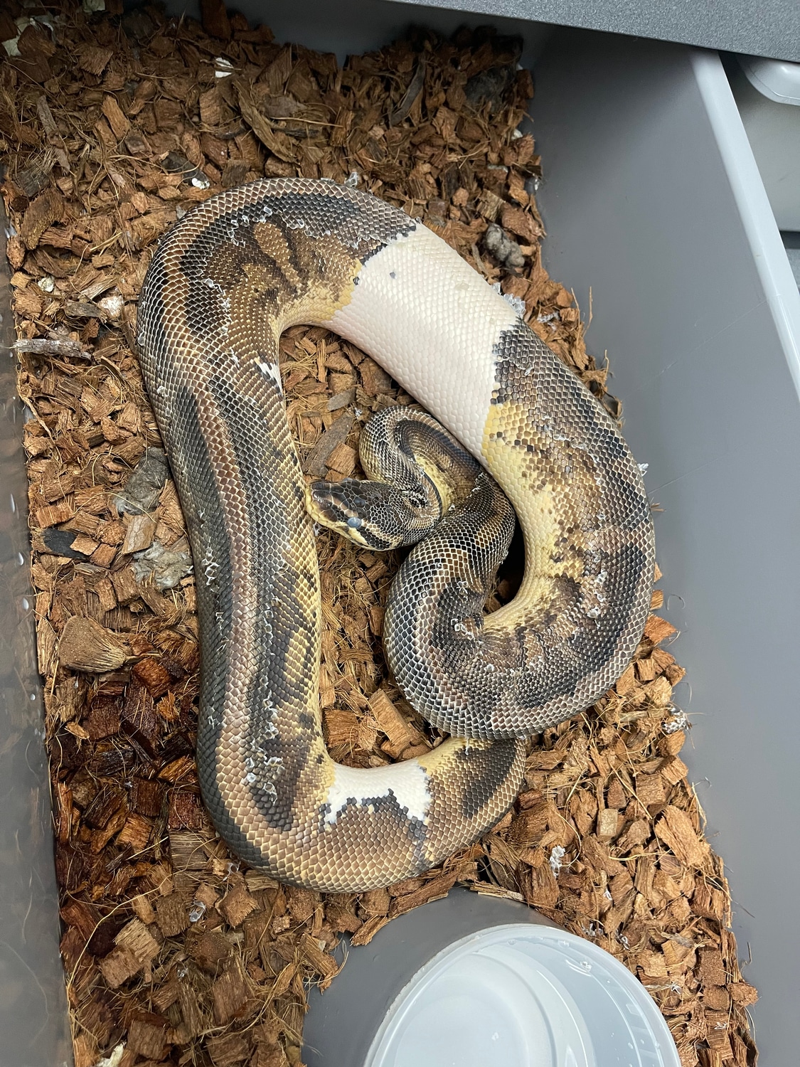 Pastel Pied Ball Python by Crystal Ball Exotics - MorphMarket