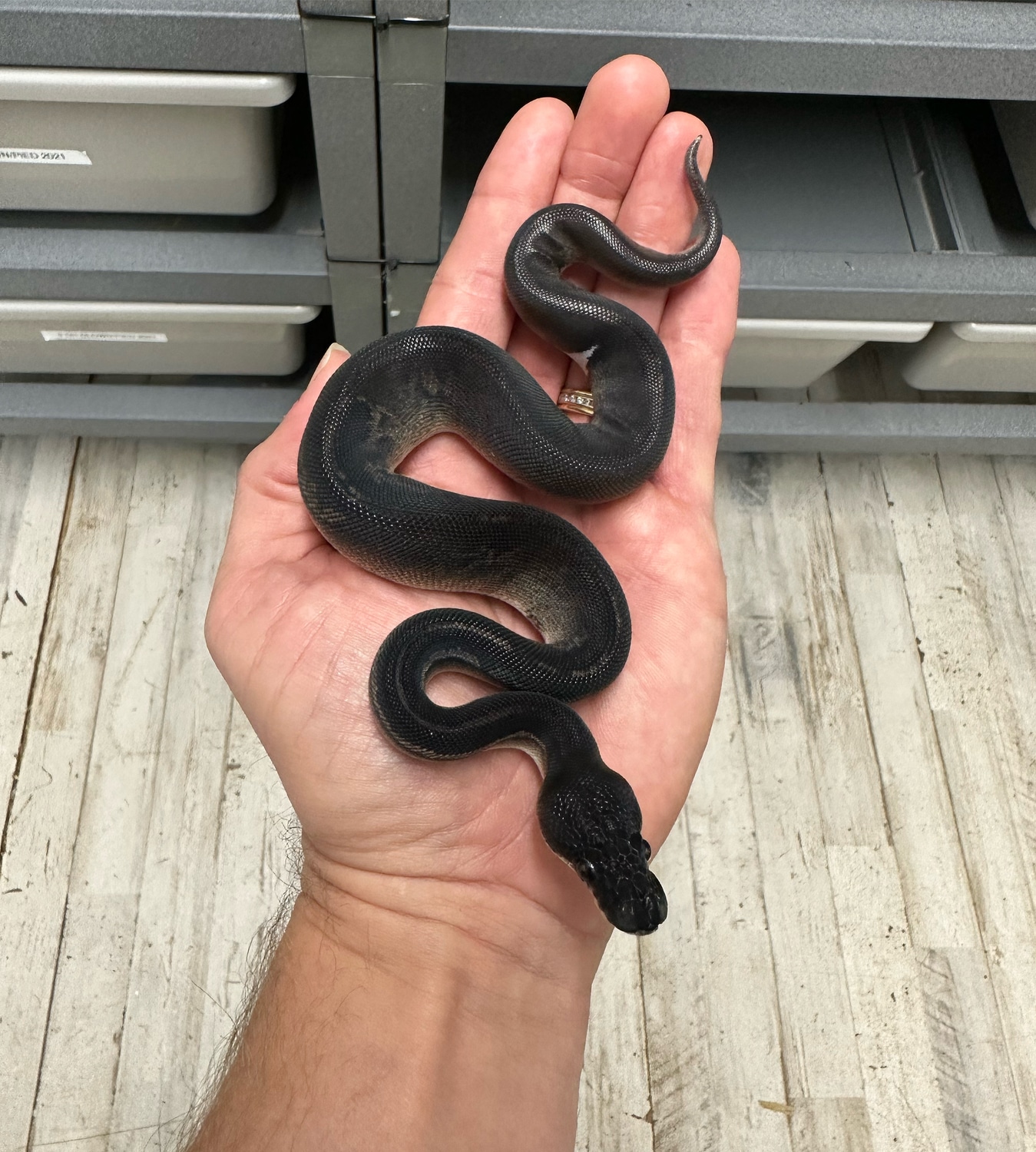 Super Black Head Black Pastel 100% Het Pied Ball Python by Crystal Ball ...