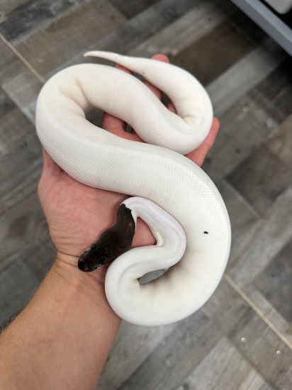 Panda Pied Ball Python by Crystal Ball Exotics