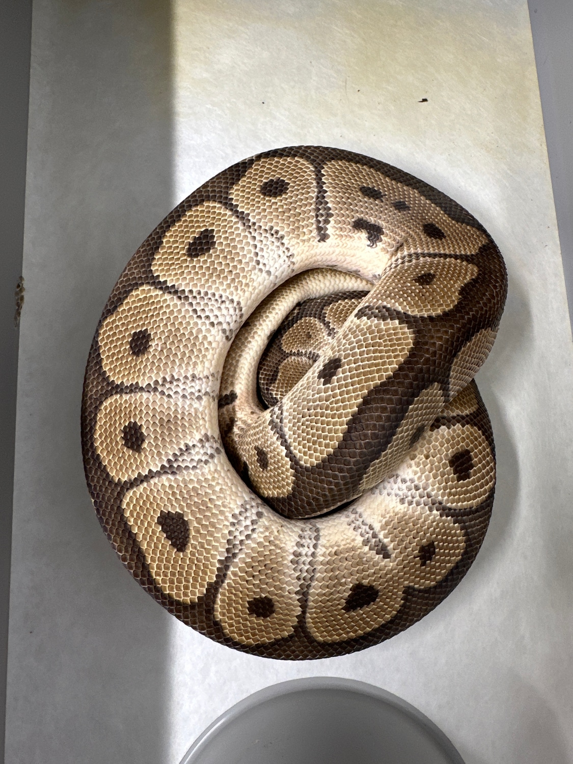 Clown Ball Python by Crystal Ball Exotics - MorphMarket