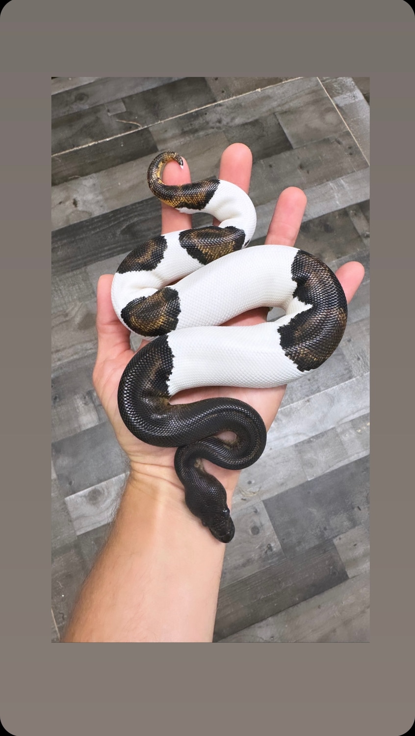 Super Black Head Pied Ball Python by Crystal Ball Exotics - MorphMarket