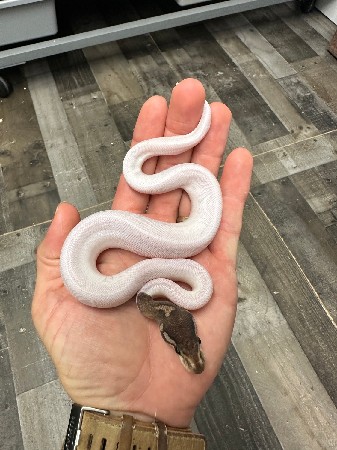 Cinnamon Pied Ball Python by Crystal Ball Exotics - MorphMarket