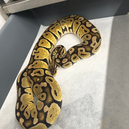 Super Black Head Pied Ball Python by Crystal Ball Exotics - MorphMarket