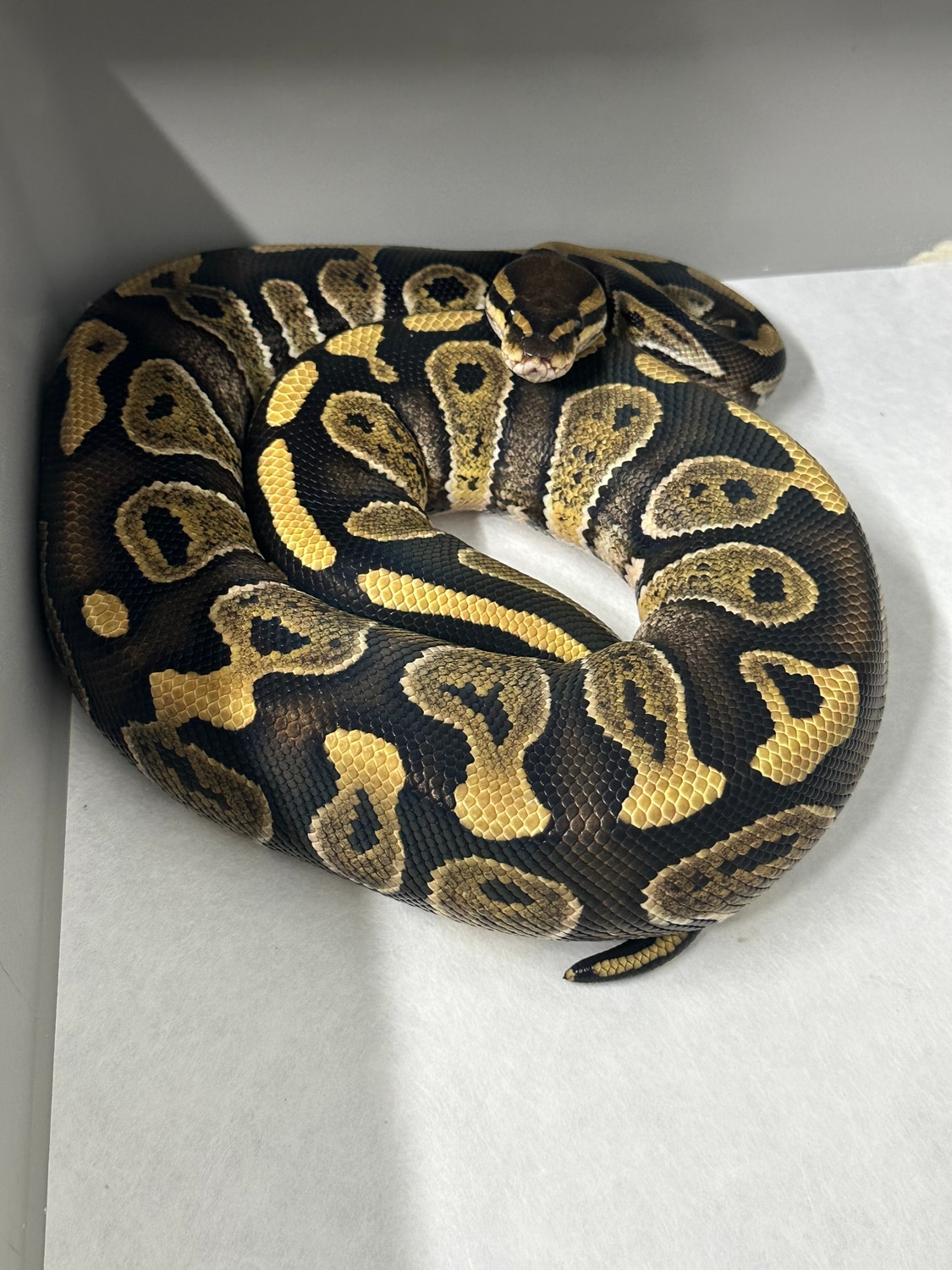 Wookie 50% Het Hypo Ball Python by Crystal Ball Exotics - MorphMarket