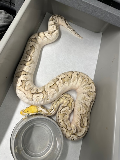 Bamboo Pastel YB Ball Python by Crystal Ball Exotics
