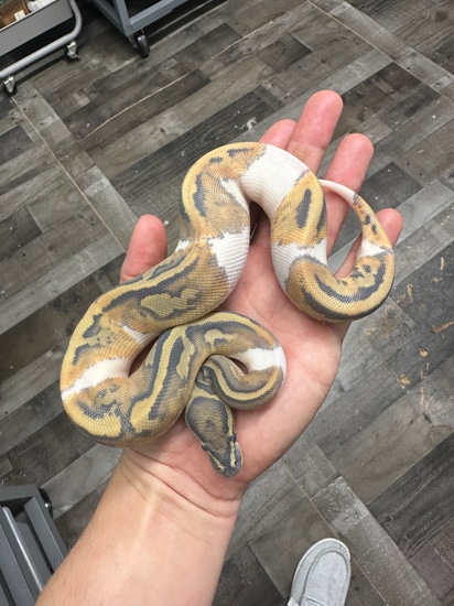 Hypo Pied Ball Python by Crystal Ball Exotics