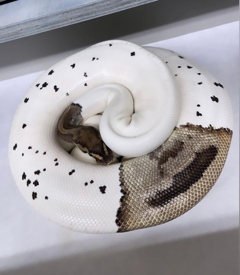 Dalmatian Pied Ball Python by Crystal Ball Exotics