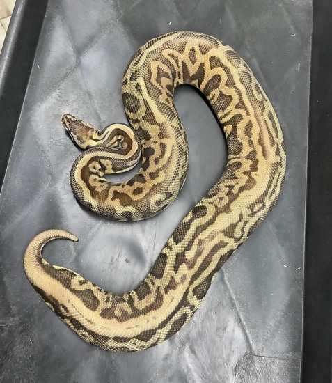(RTB) Killer Leopard 100% Het Pied Ball Python by Crystal Ball Exotics