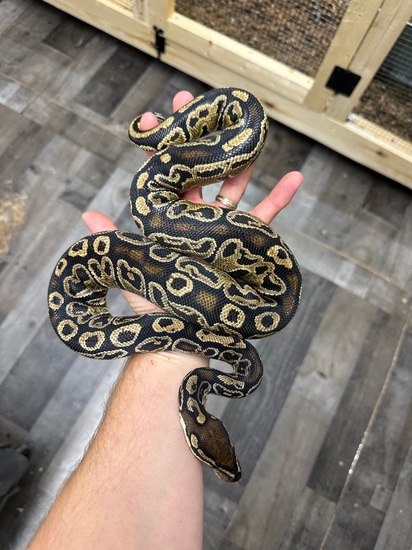 Black Pastel Trick Ball Python by Crystal Ball Exotics