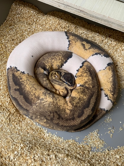 Killer Pied 3000G Ball Python by Crystal Ball Exotics