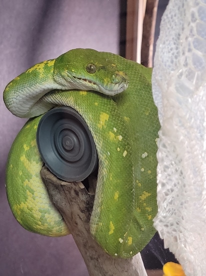 USCBB Pure Biak Green Tree Python by Covenant Constrictors