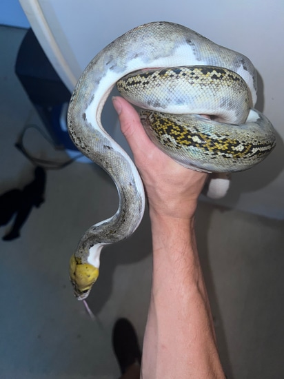 Pied Tiger Het Albino Reticulated Python by J&S