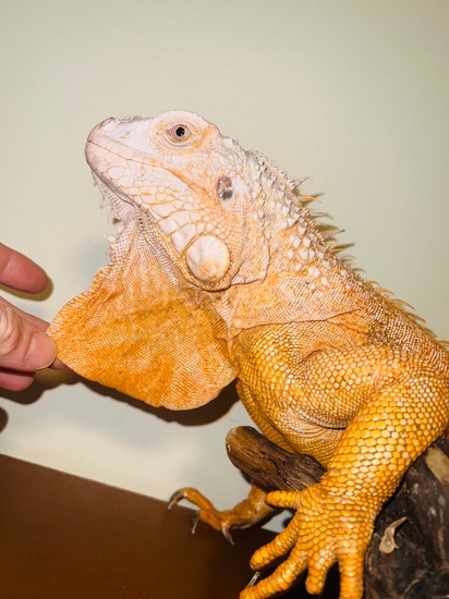 Hypo Translucent Green Iguana by J&S