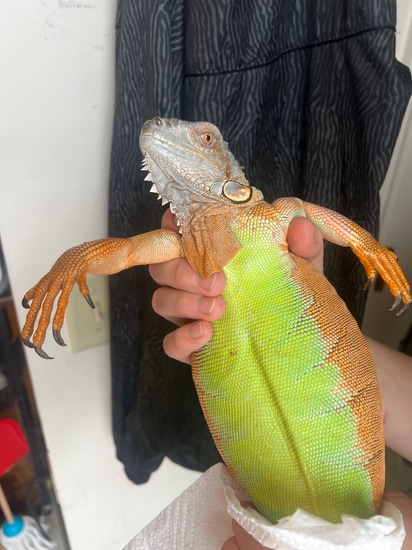 Red Het For Tom Crutchfield Albino Green Iguana by J&S