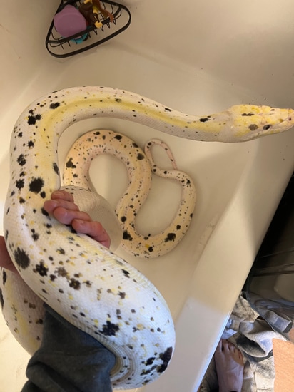 Cow 100% Het For Purple Or Mocha Reticulated Python by J&S