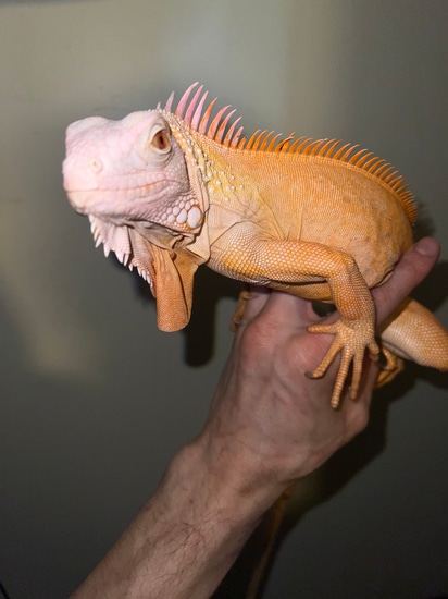 Super Crimson Tom Crutchfield Albino Green Iguana by J&S