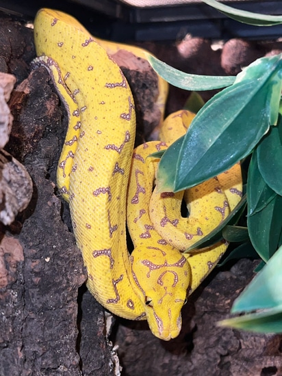 Manokwari Green Tree Python by J&S
