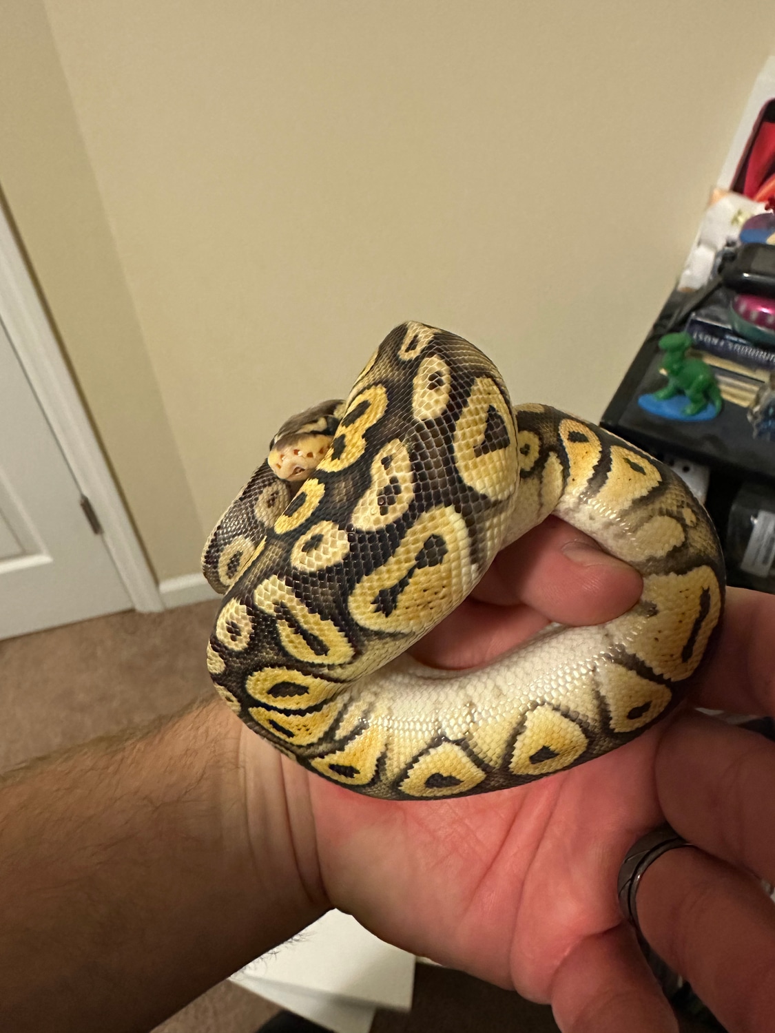 Cypress Ball Python by Addictive Pythons - MorphMarket