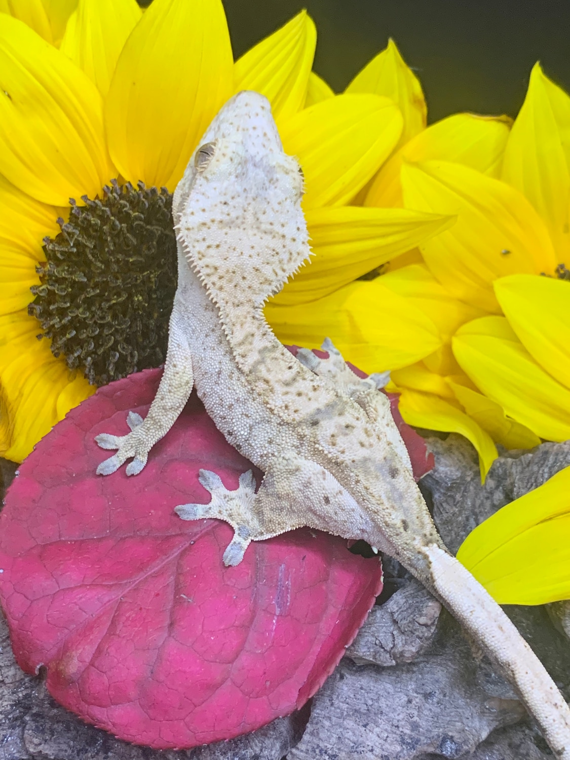 Free Shipping Until Nov. 1 Crested Gecko by Emiko's Geckos LLC ...