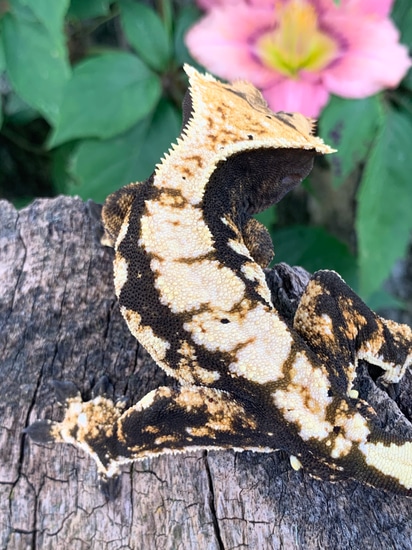 Soup Crested Gecko by Emiko's Geckos LLC