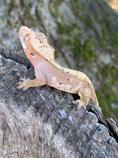 Callisto, 8g Pink 50% Het Axanthic Crested Gecko by Emiko's Geckos LLC
