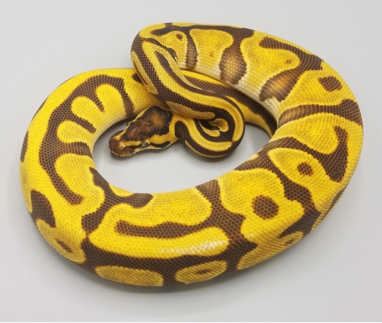 Orange Dream Enchi Leopard 66% Het Hypo Ball Python by Worldwide Pythons