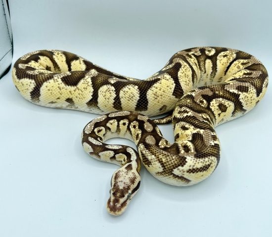 RTB Firefly Ball Python by Worldwide Pythons