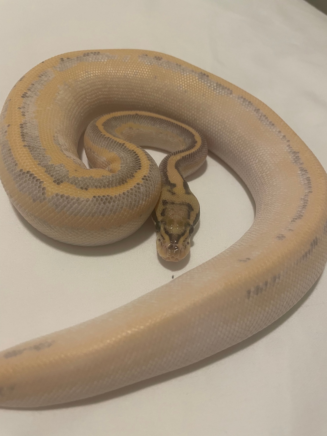 Super Orange Dream Enchi Ivory Black Pastel Leopard Het Clown Ball ...