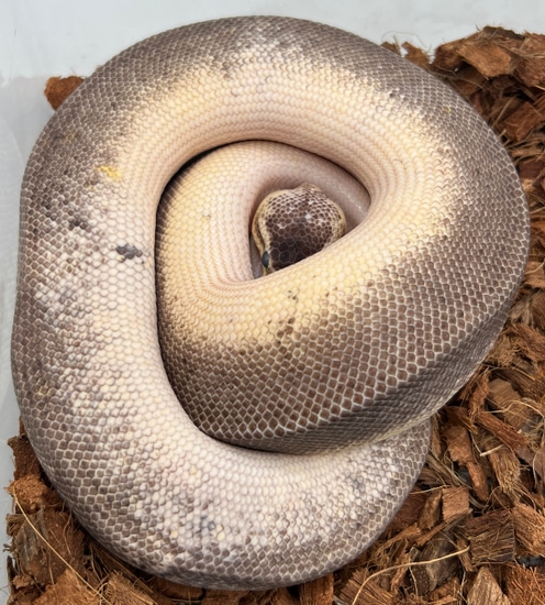 RTB Sandblast Sterling Het Pied Ball Python by Worldwide Pythons