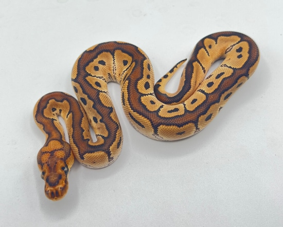 Special Clown Ball Python by Worldwide Pythons