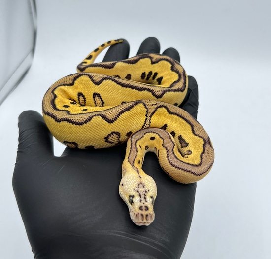 Firefly Leopard Red Stripe Blade Clown Ball Python by Worldwide Pythons