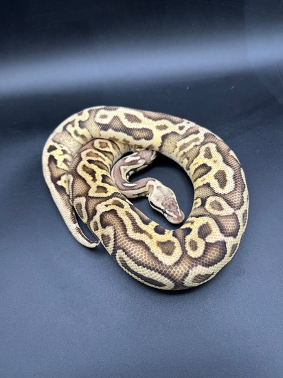 Firefly Leopard Red Stripe Het Clown Ball Python by Worldwide Pythons