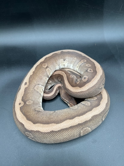 GHI Mojave Ball Python by Worldwide Pythons