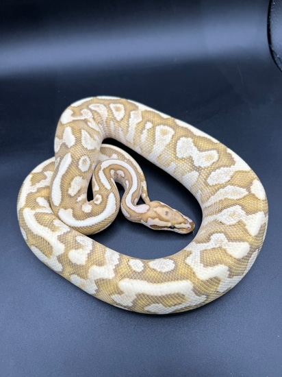 RTB (Het Pompeii+) Black Pastel Yellow Belly Red Stripe Spotnose Fire ...