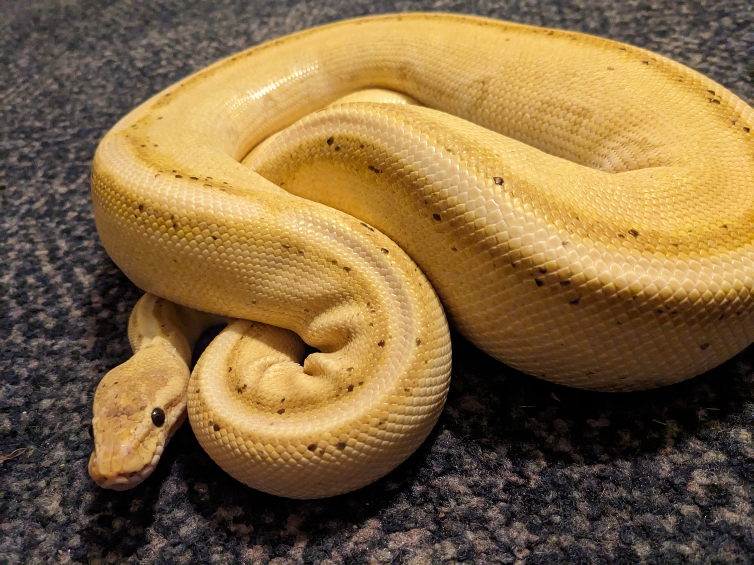 Banana Genetic Stripe Ball Python by Lanes Snakes - MorphMarket