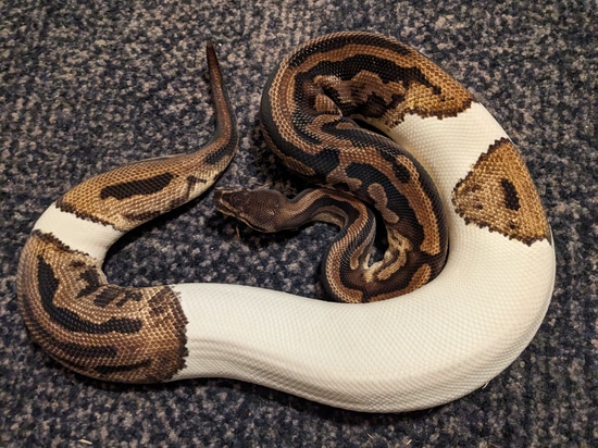 Leopard Pied Het Clown Ball Python by Lanes Snakes