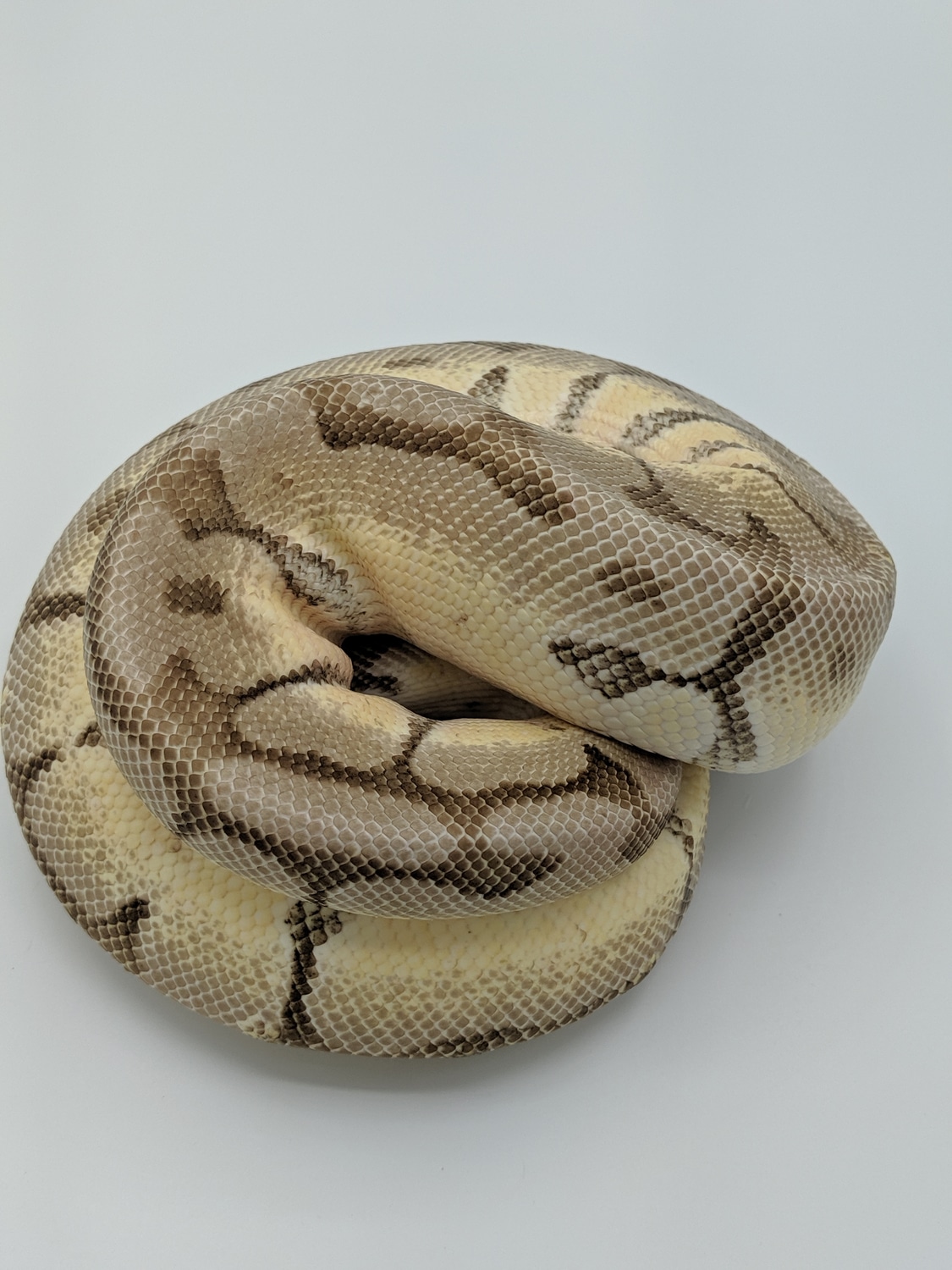 Killer Bee Ball Python by Emily's Exotics - MorphMarket