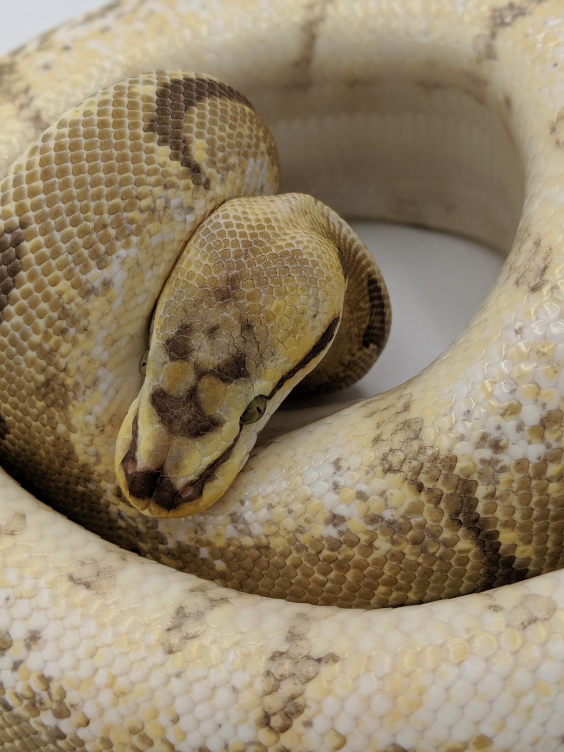 Super Enchi Fire Spider Ball Python by Emily's Exotics - MorphMarket