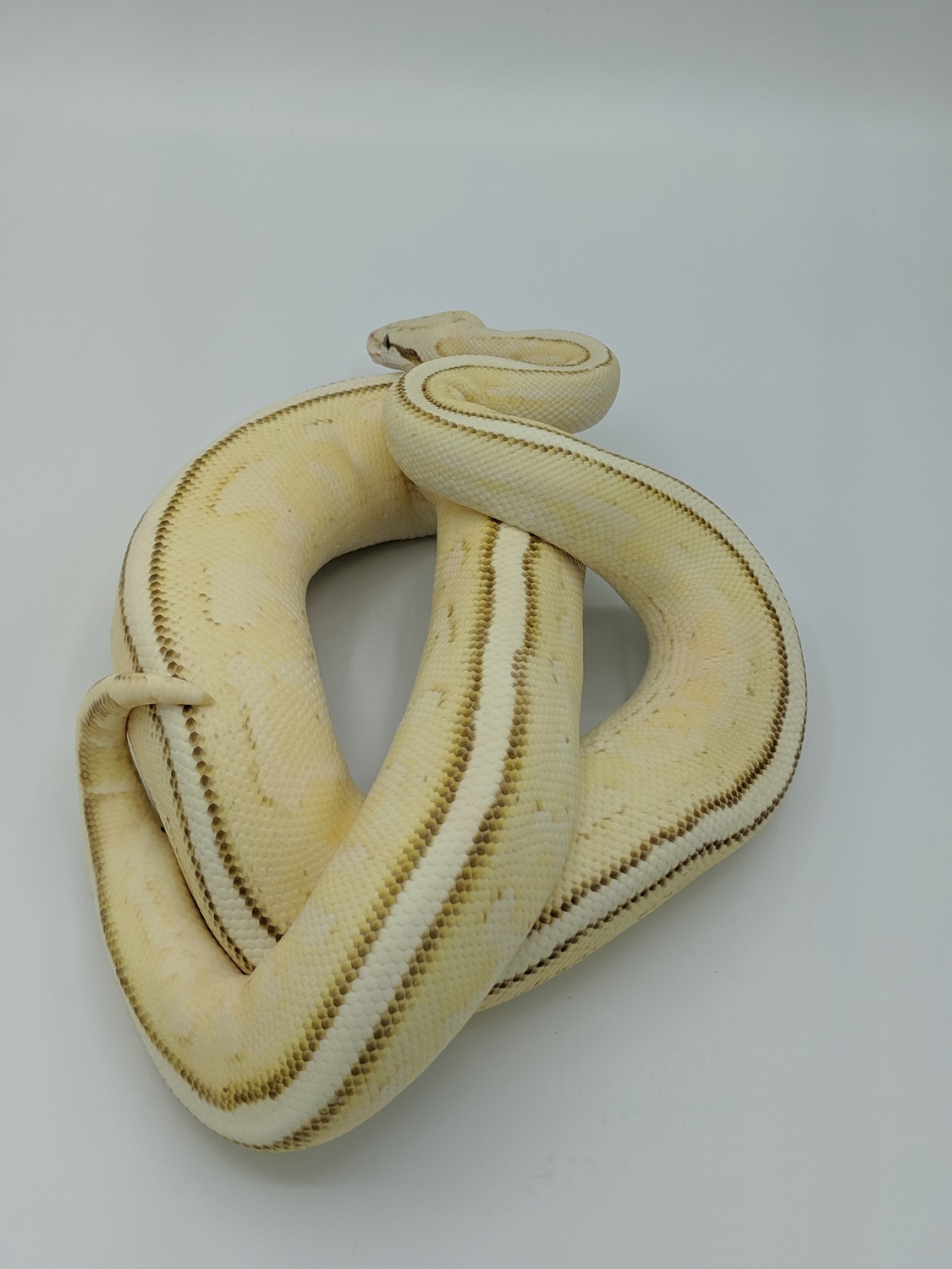 Super Pastel Lesser Super Stripe Ball Python by Emily's Exotics ...