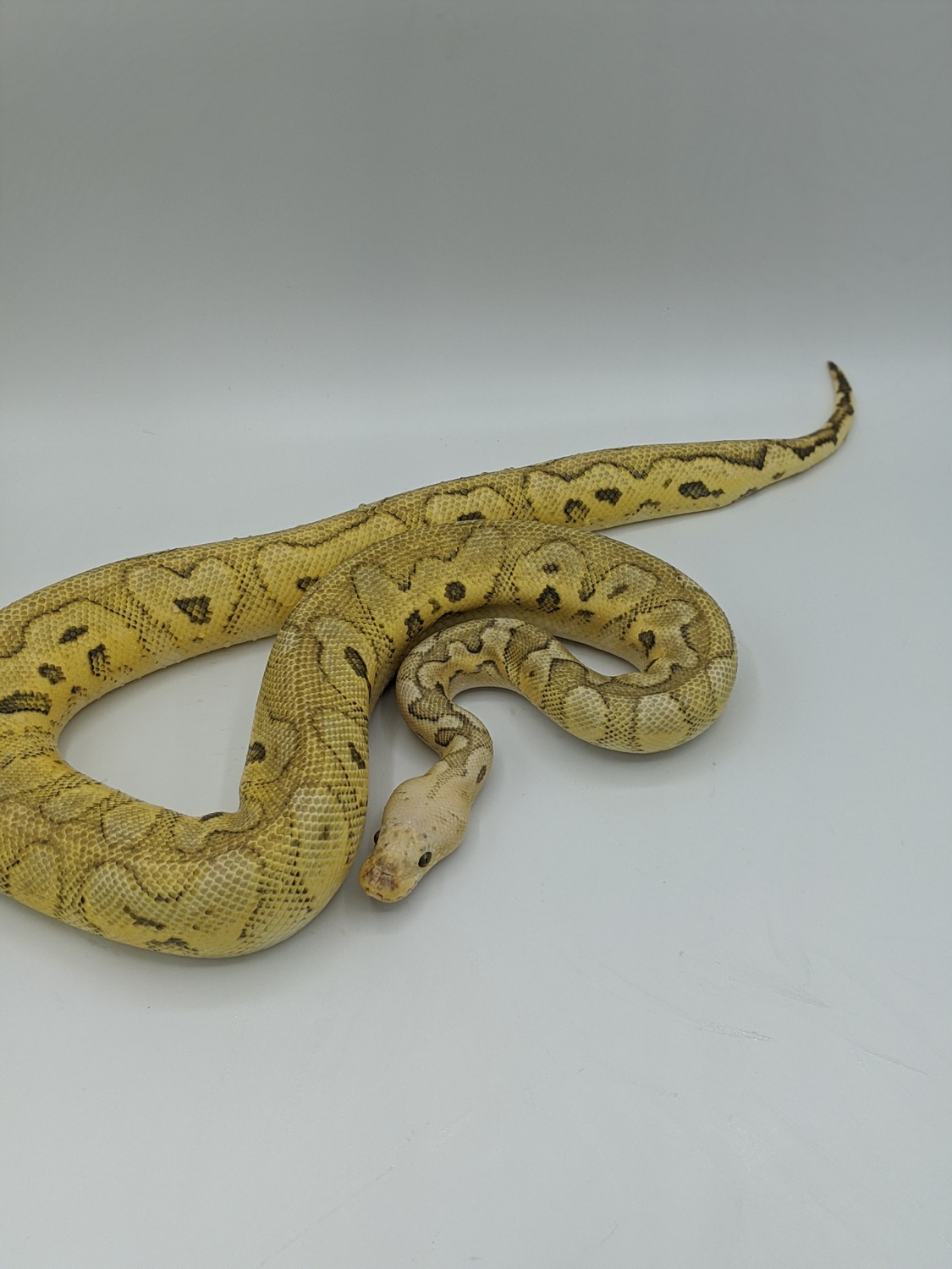 Super Pastel Clown Ball Python by Emily's Exotics - MorphMarket