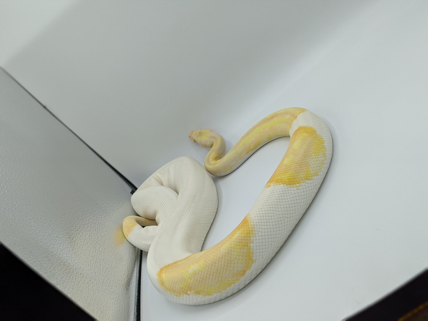 Medium White Albino Pied Proven Breeder Ball Python by Emily's Exotics ...